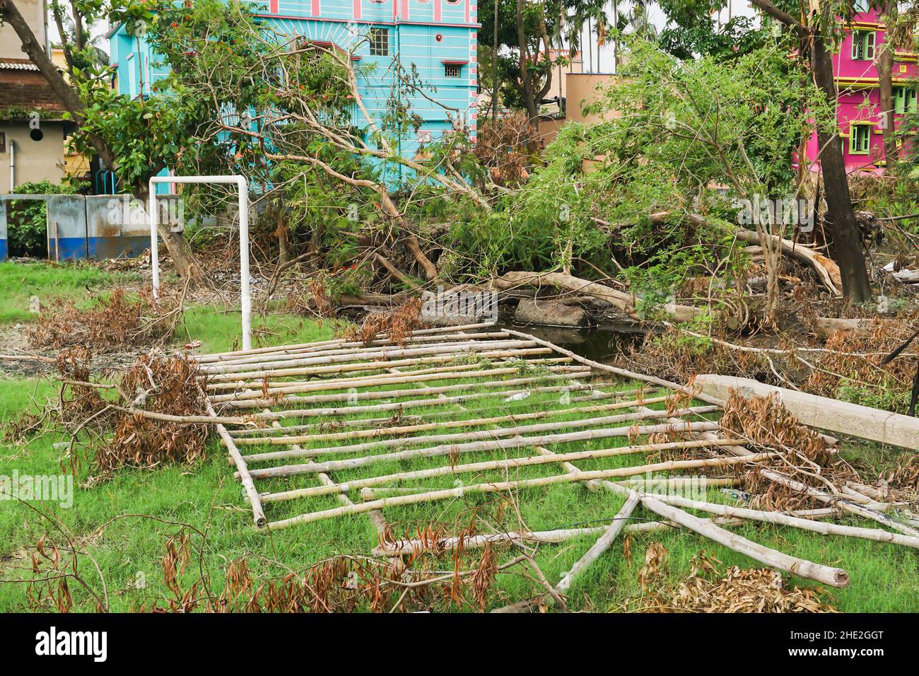 Super cyclone Amphan uprooted trees which fell on a field. The ...