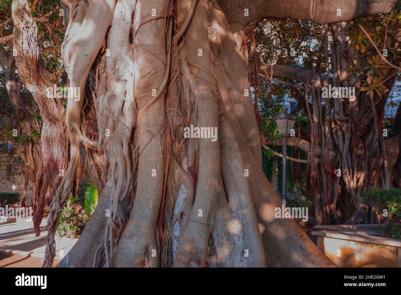 Garden of Magnolia tree in Syracuse Stock Photo - Alamy