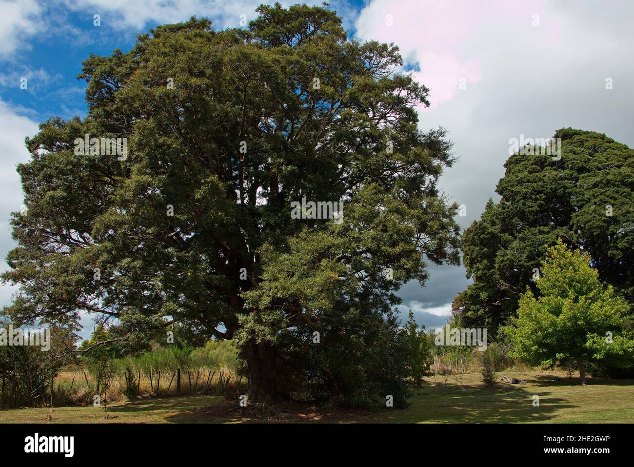 Big trees on Mangawhero Trail in Ohakune,Manawatu-Wanganui Region on ...