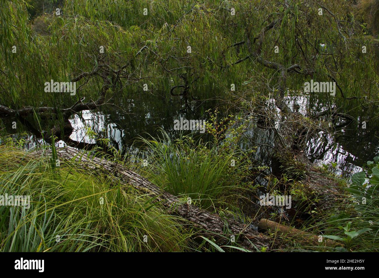 Trees in Victoria Lake Reserve in Whanganui,Manawatu-Wanganui Region on ...