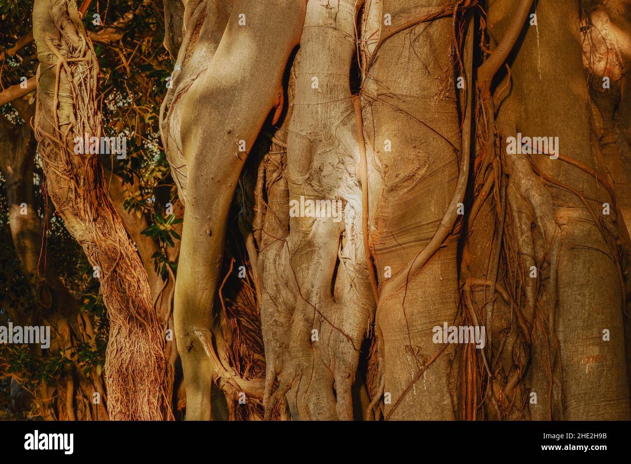 Garden of Magnolia tree in Syracuse Stock Photo - Alamy