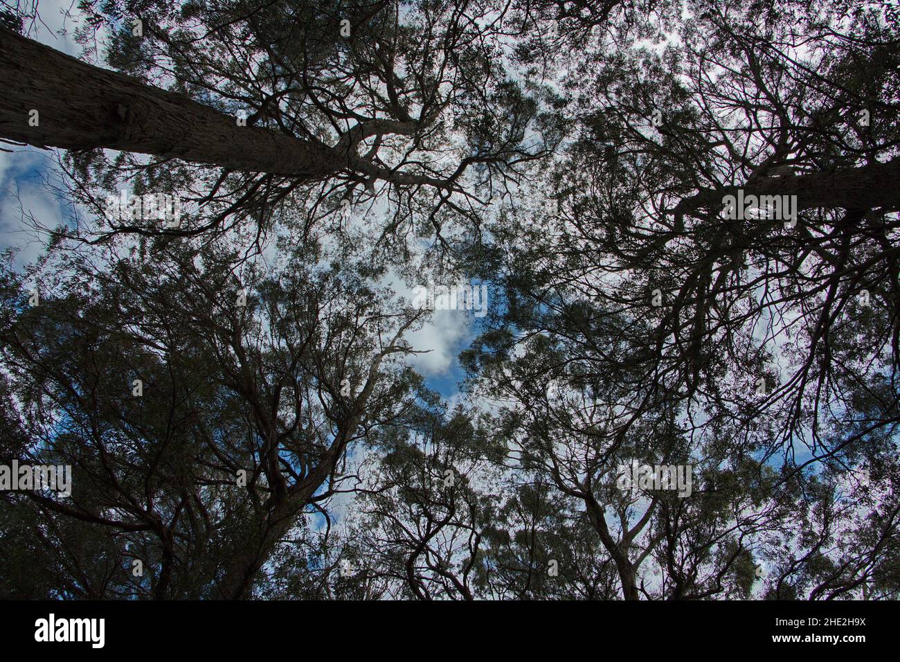 Westmere nature reserve hi-res stock photography and images - Alamy