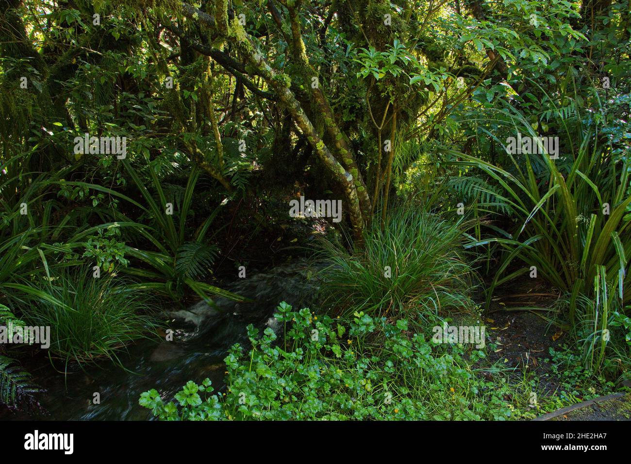 Forest at Kapuni Loop Track in Egmont National Park,Taranaki region on ...
