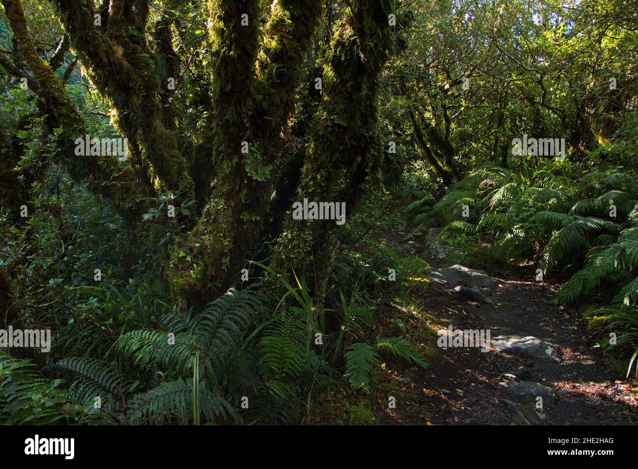 Forest at Kapuni Loop Track in Egmont National Park,Taranaki region on ...