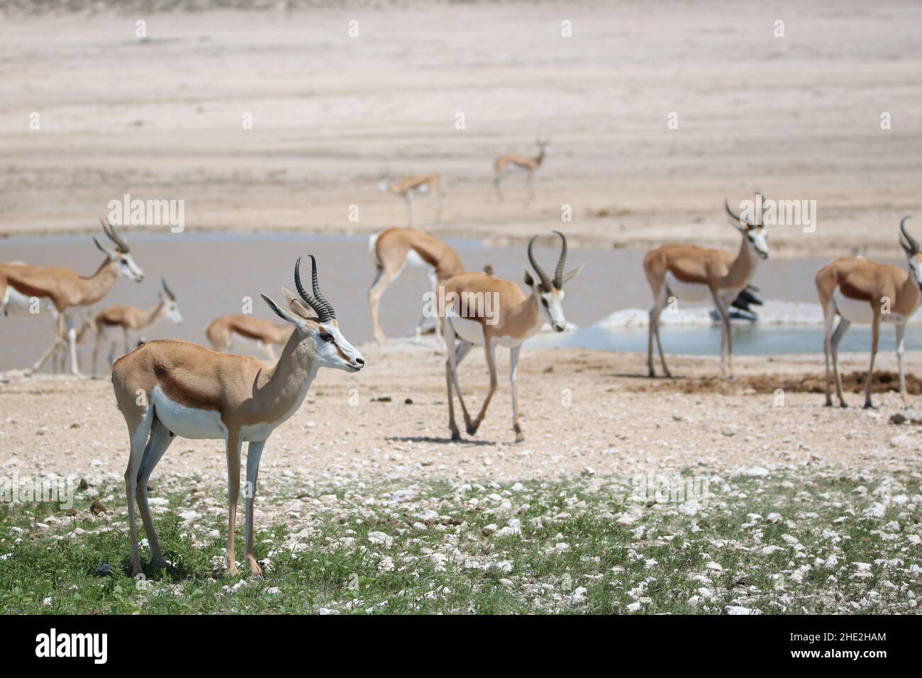 Springbok in Etosha Stock Photo - Alamy