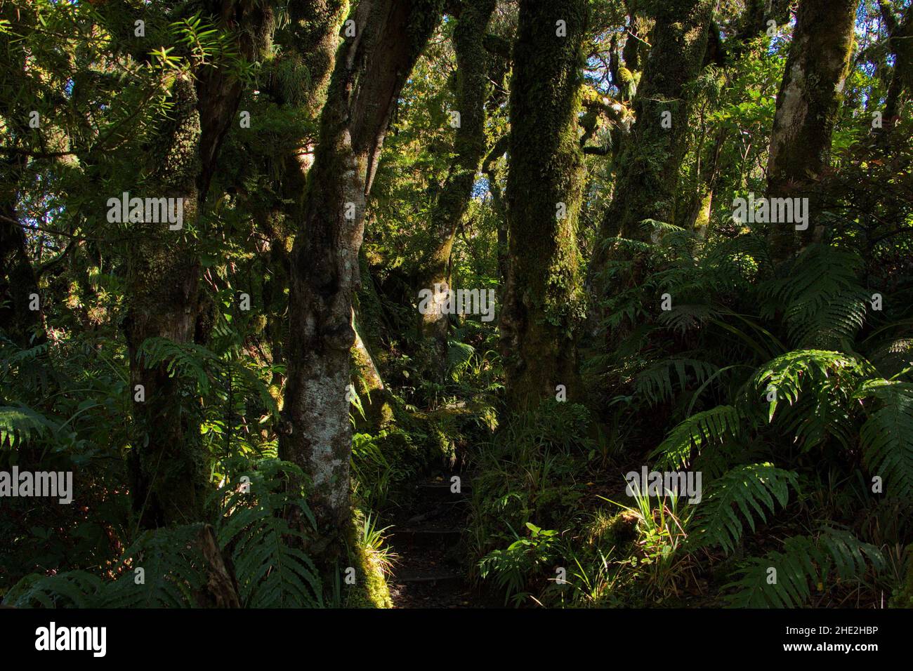 Forest at Kapuni Loop Track in Egmont National Park,Taranaki region on ...