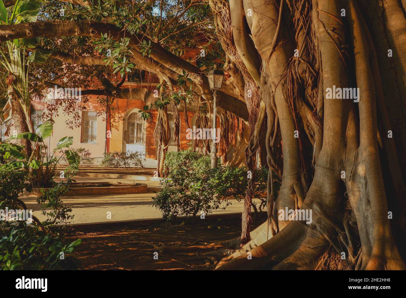 Garden of Magnolia tree in Syracuse Stock Photo - Alamy