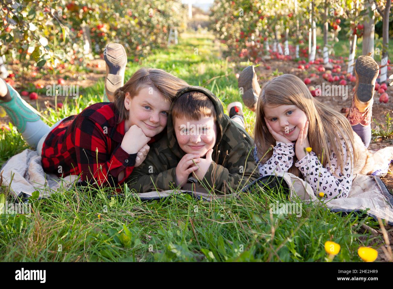 smiling, freckled children laying in a field of apples in the fall ...