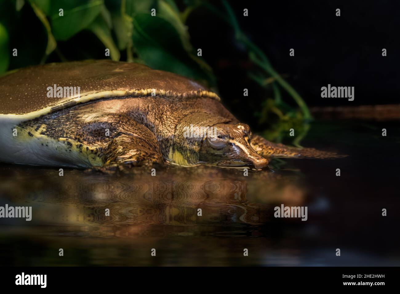 Closeup of Spiny Softshell Turtle half submerged at water's edge Stock ...