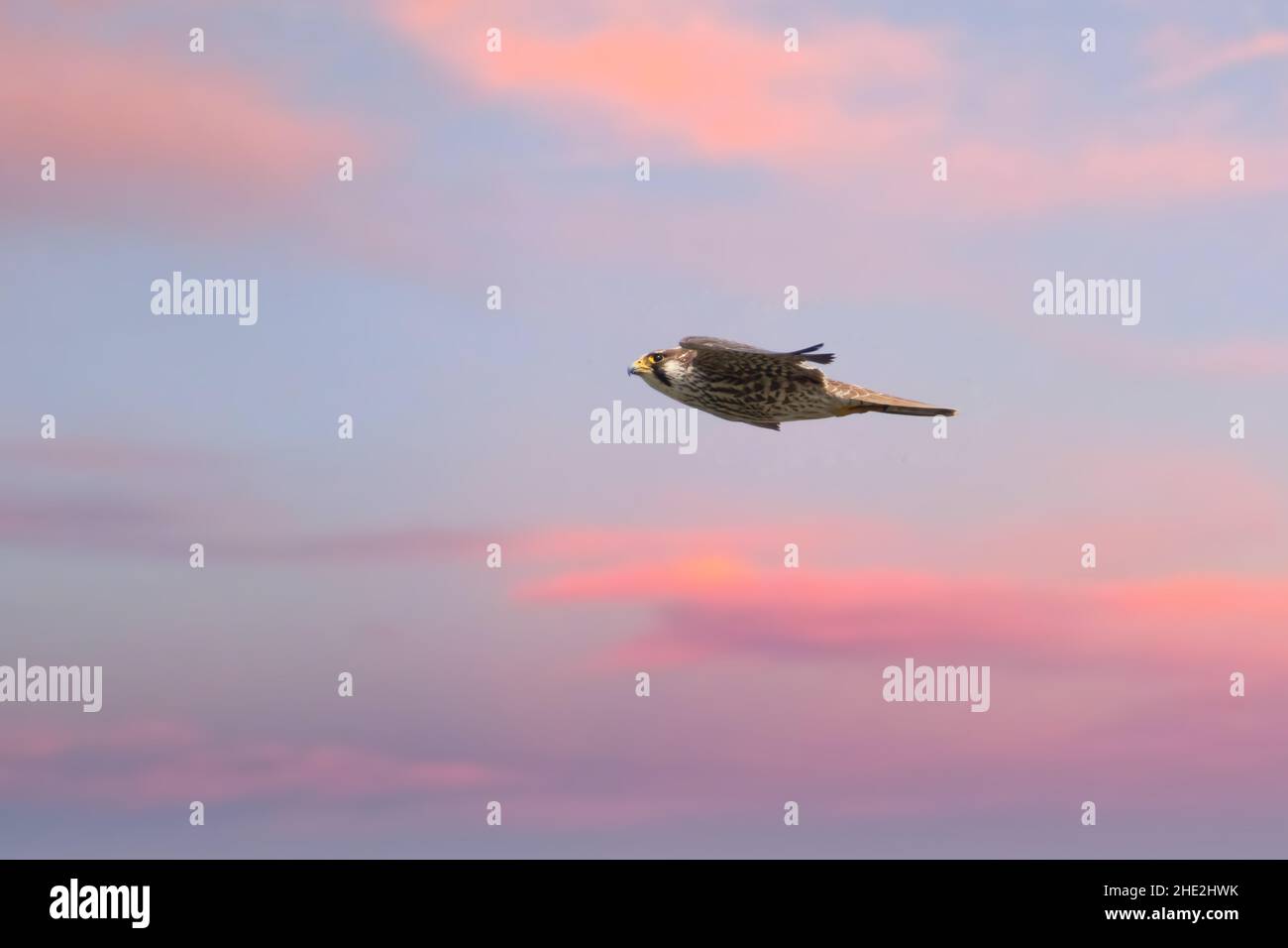 Peregrine falcon in flight hunting hi-res stock photography and images ...