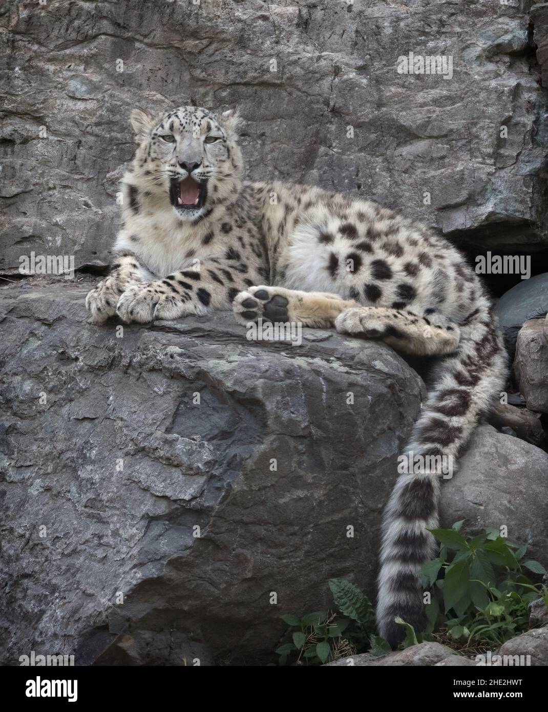 Snow Leopard with mouth open laying down on rocks and looking at viewer ...