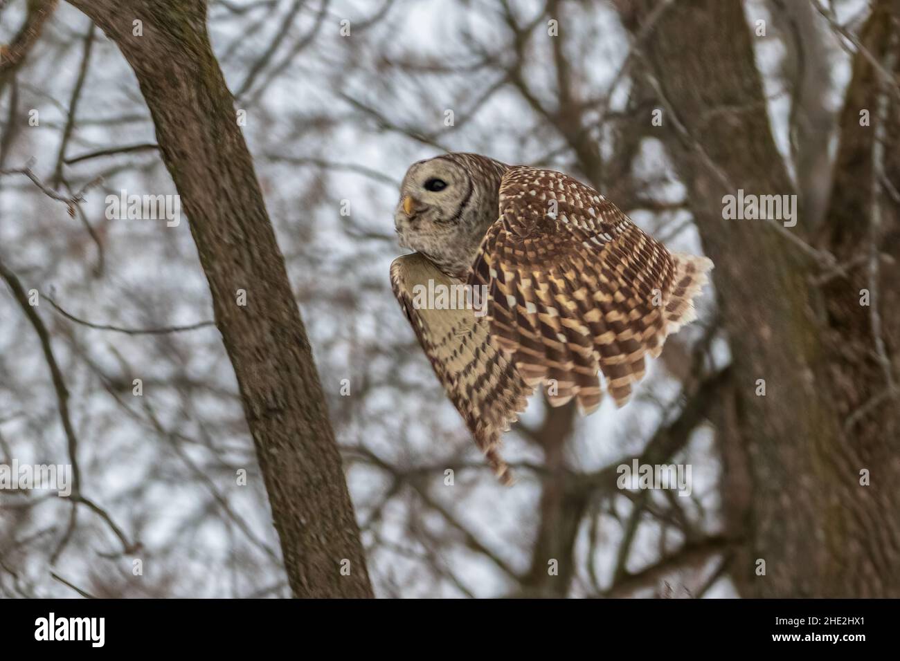 Barred owl in flight hi-res stock photography and images - Alamy