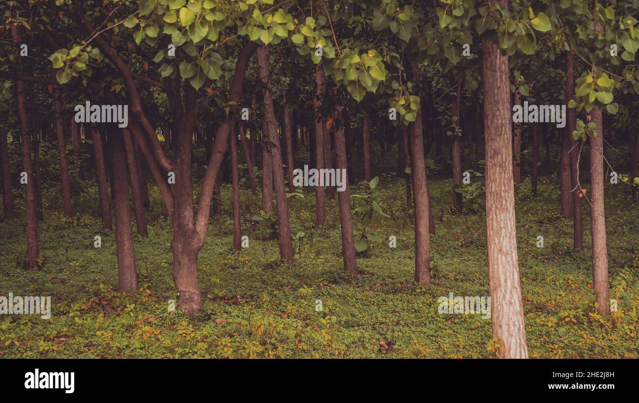 Many Northern hardwood trees and leaves in the green ground grass Stock ...