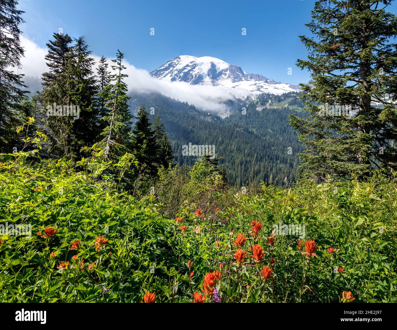 The peak of Mount Rainier in the Mount Rainier National Park behind a ...
