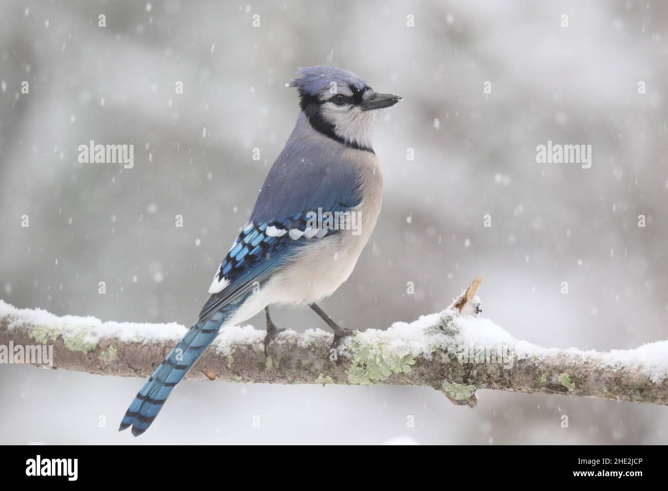 Blue jay winter hi-res stock photography and images - Alamy