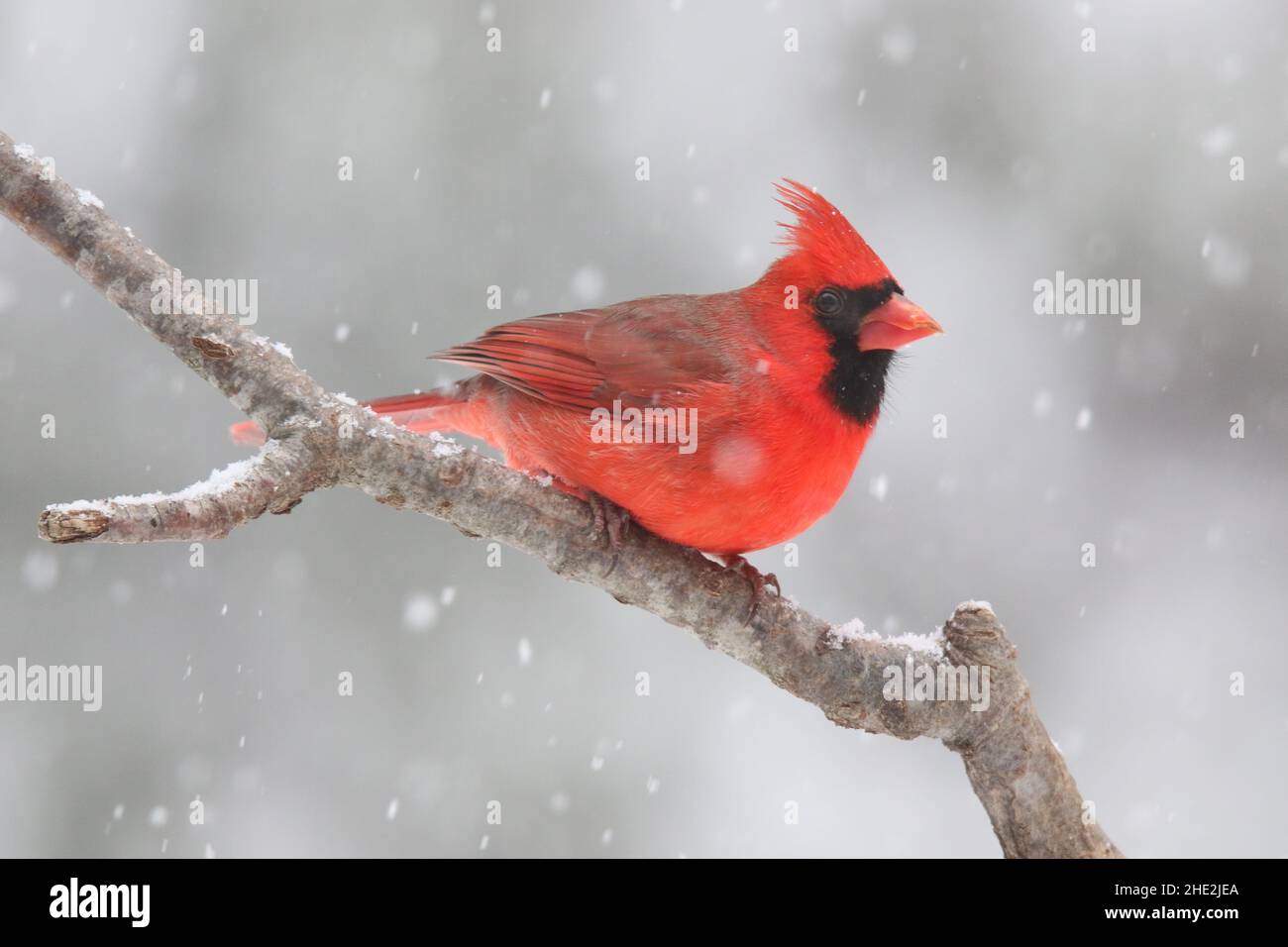 Red cardinal snow hi-res stock photography and images - Alamy