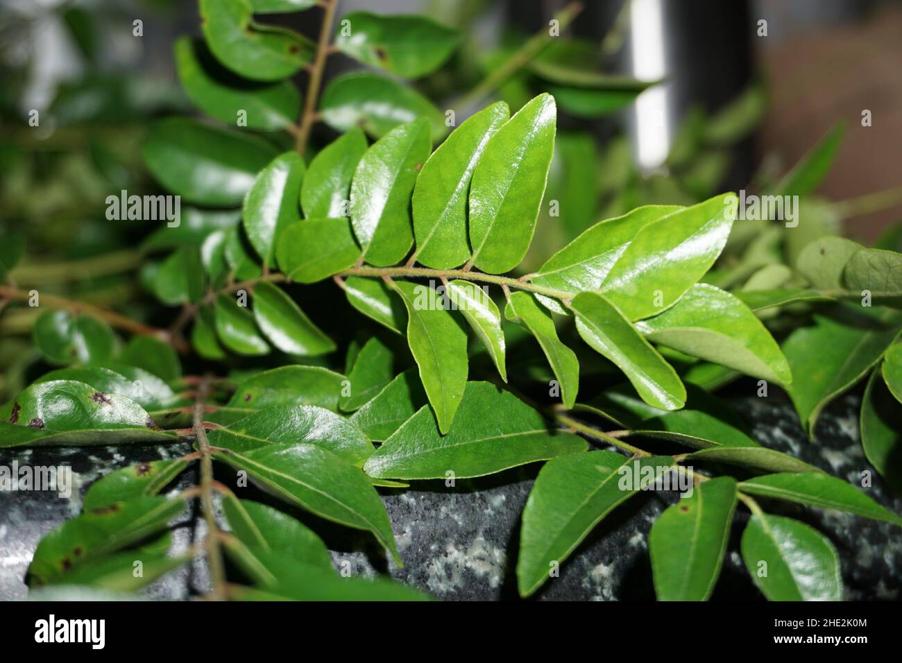 Bunch of fresh Indian curry leaves / Curry leaf. Very popular used for ...