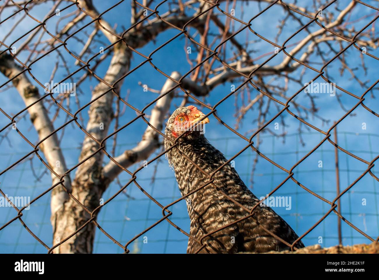 Chickens behind metal net of hen house in sunny day Stock Photo - Alamy