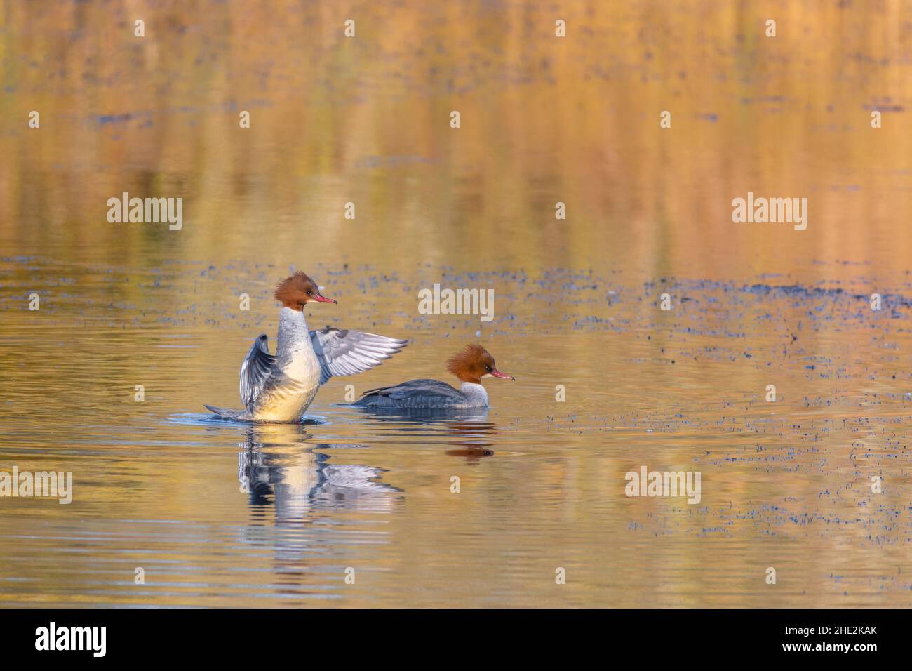 Goosander or Common Merganser duck, also known as Sawbill, pair of ...