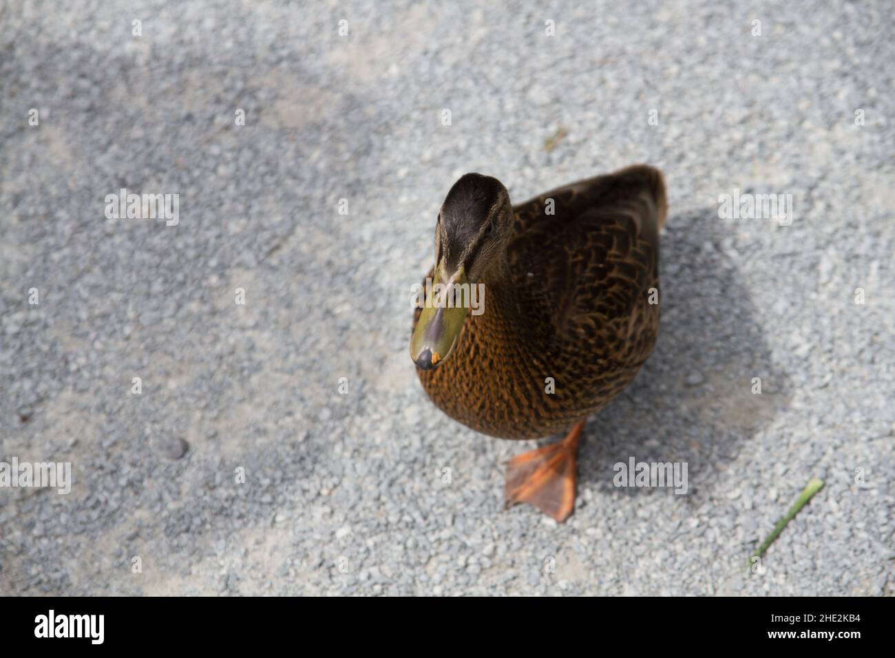 Rouen duck hi-res stock photography and images - Alamy