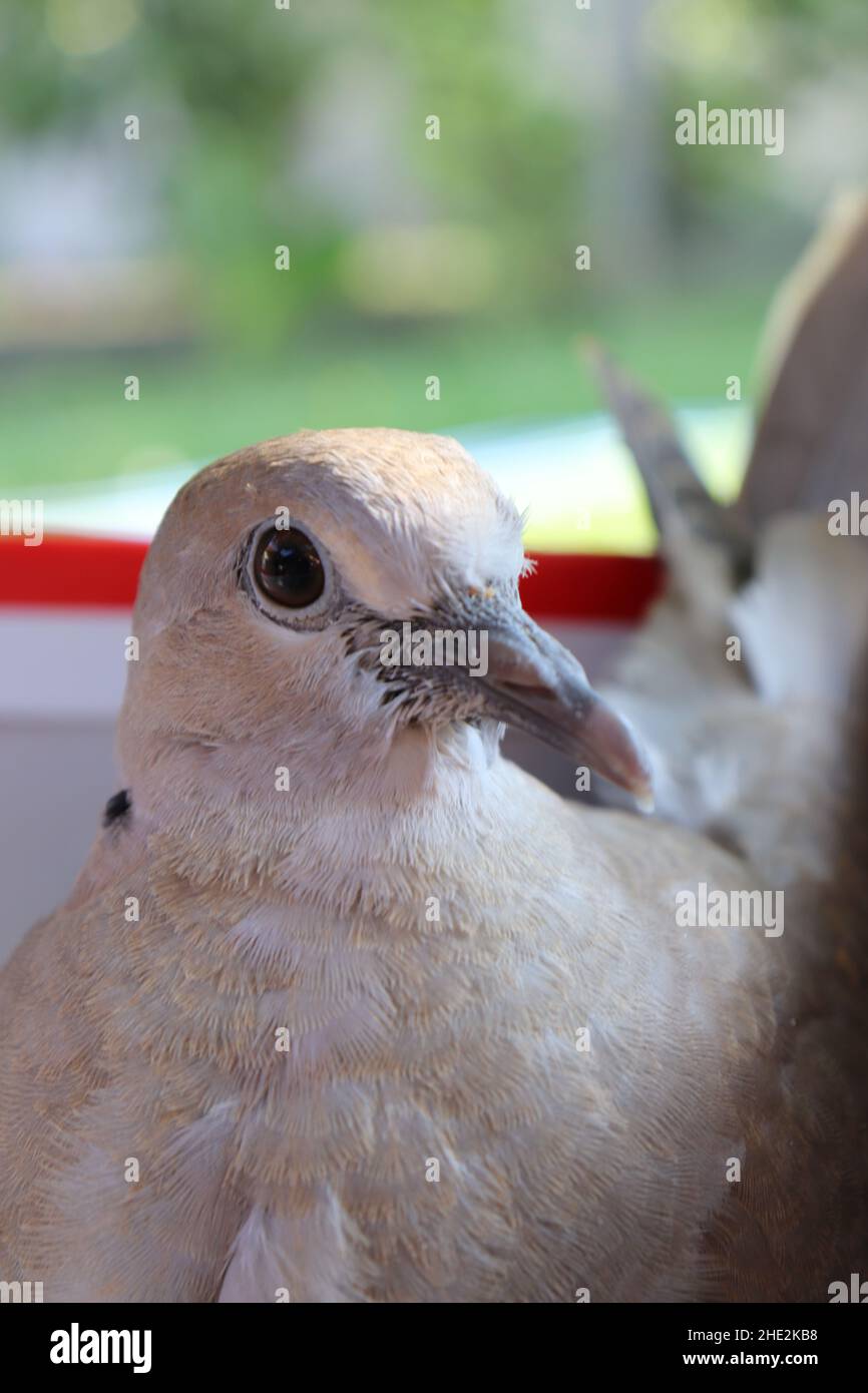 Vertical shot of a beautiful dove Stock Photo - Alamy