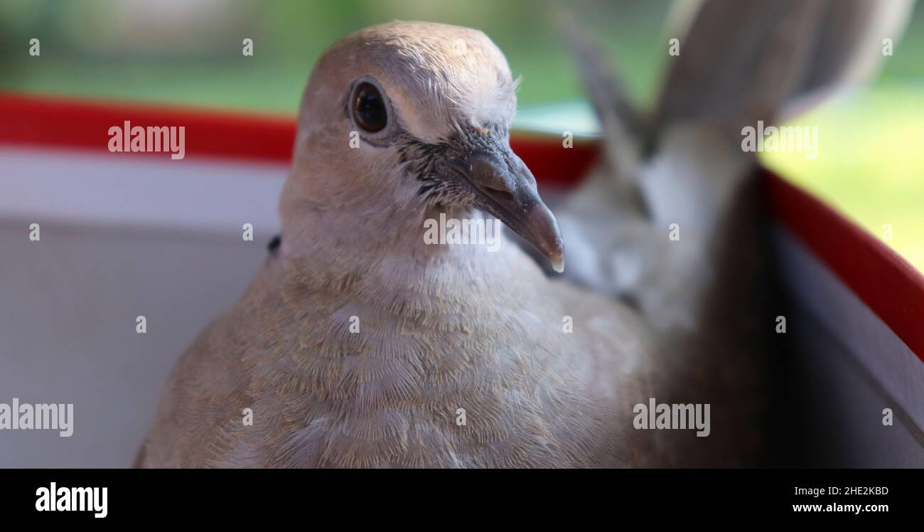 Beautiful portrait of a cute dove Stock Photo - Alamy