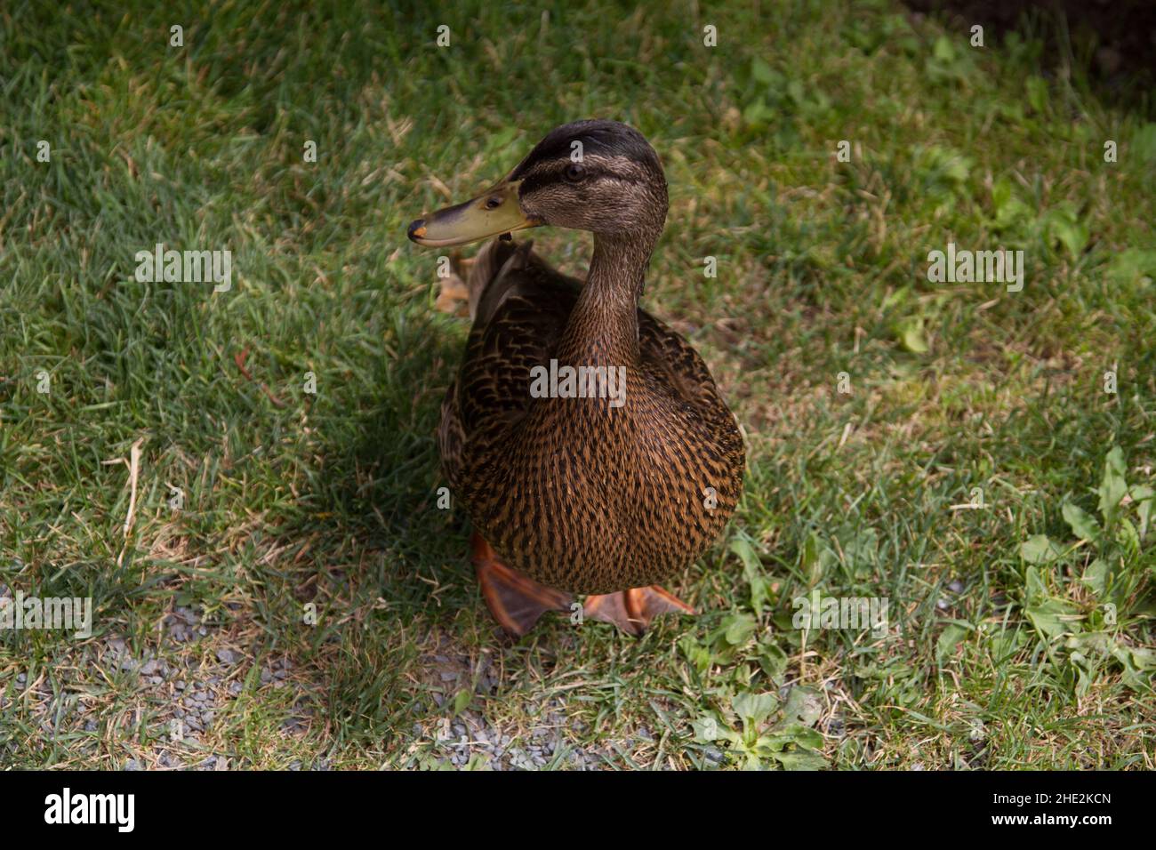 Rouen duck hi-res stock photography and images - Alamy