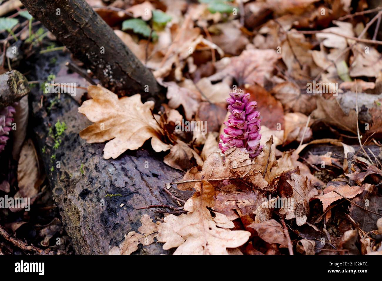 Pine forest defoliation hi-res stock photography and images - Alamy