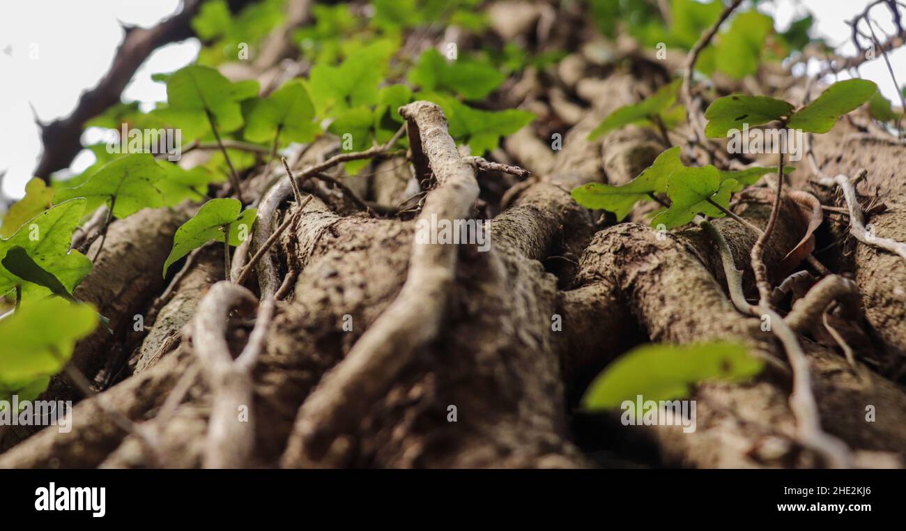 Closeup shot of tree roots and leaves Stock Photo - Alamy