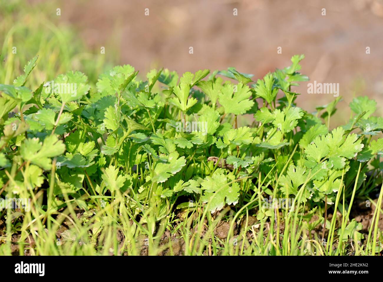 Coriander field or organic farm hi-res stock photography and images - Alamy