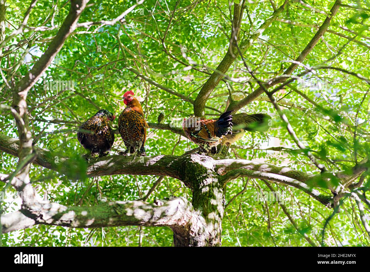 Rooster and hens on a tree in branches Stock Photo - Alamy
