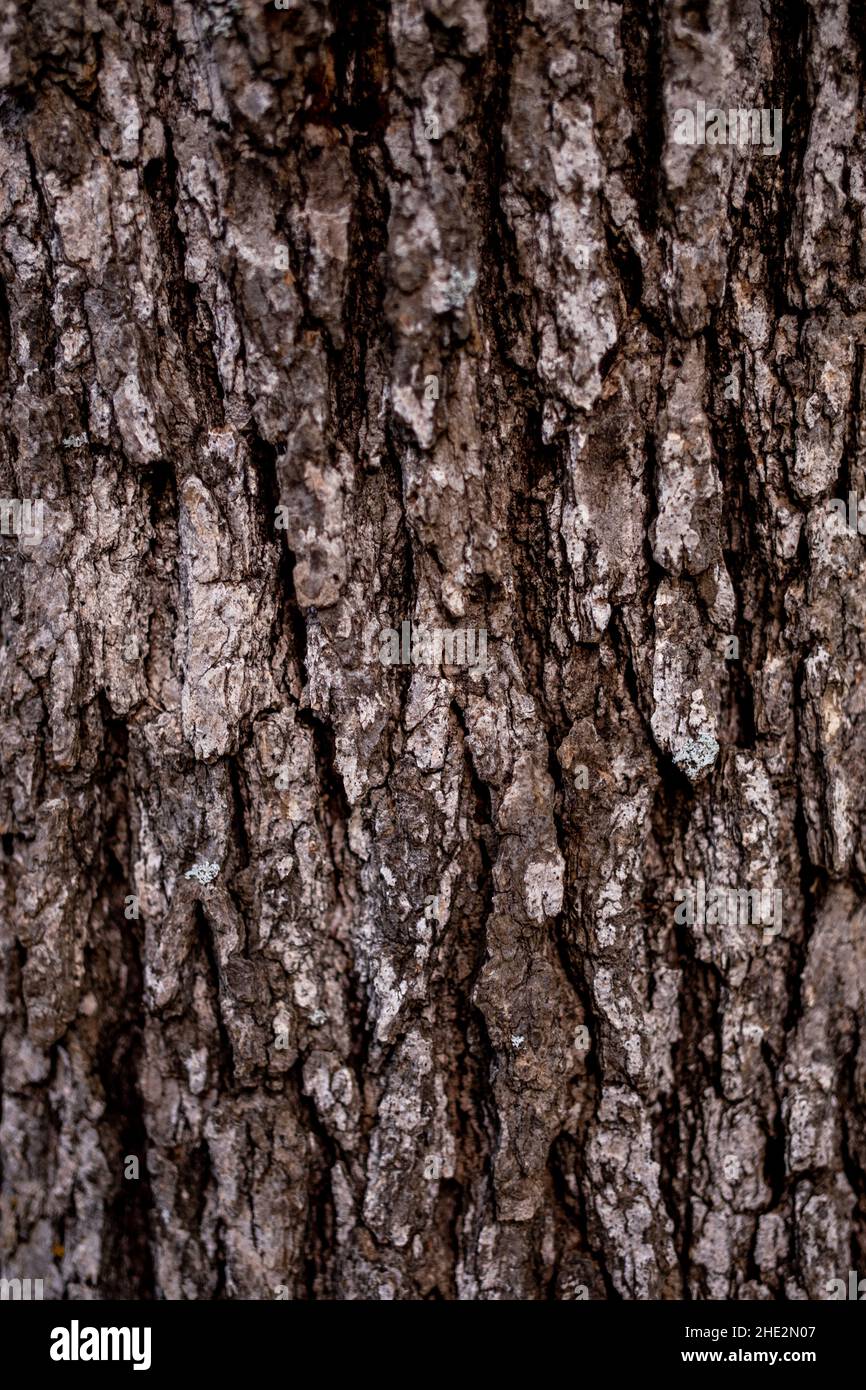 Closeup of an old tree bark texture for background or wallpaper Stock ...