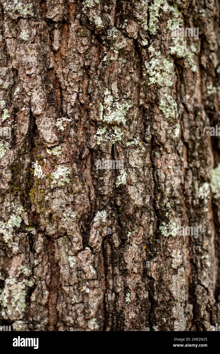 Closeup of an old tree bark texture for background or wallpaper Stock ...