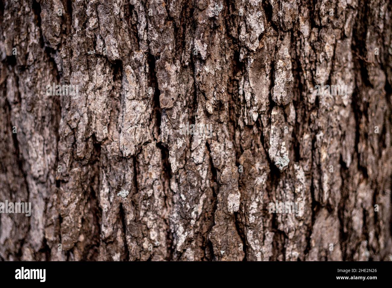 Of an old tree bark texture for background or wallpaper Stock Photo - Alamy