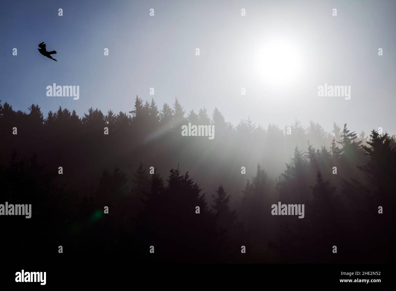 Raven at sunlight hi-res stock photography and images - Alamy