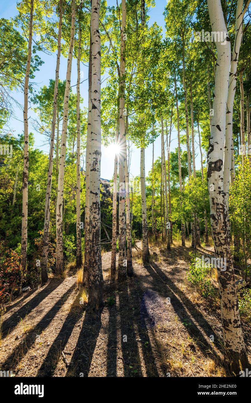 Backlit Aspen Trees in early autumn; Water Canyon Recreation Area ...