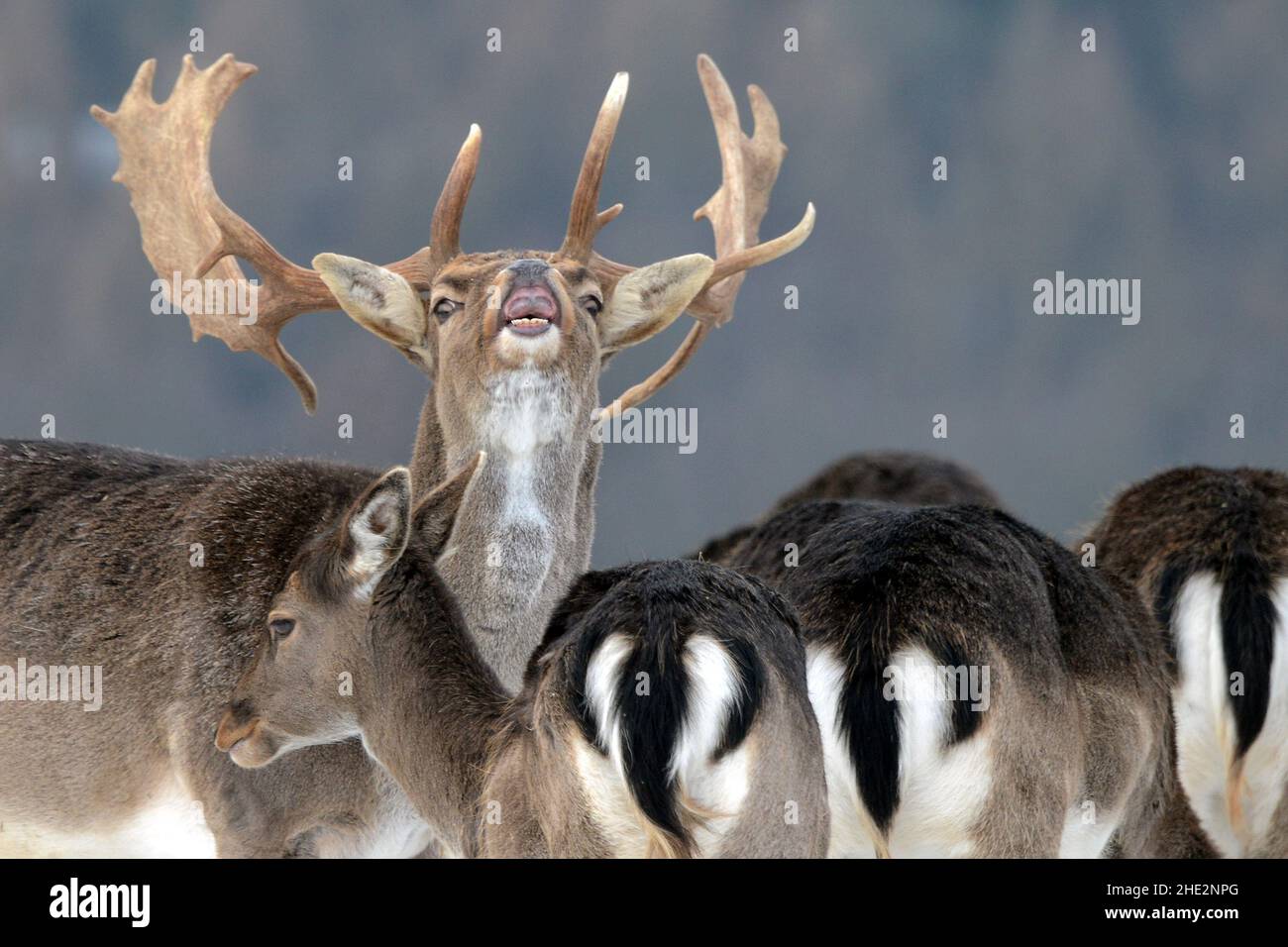 Skalice, Czech Republic. 8th Jan, 2022. A Fallow deer standing in a ...