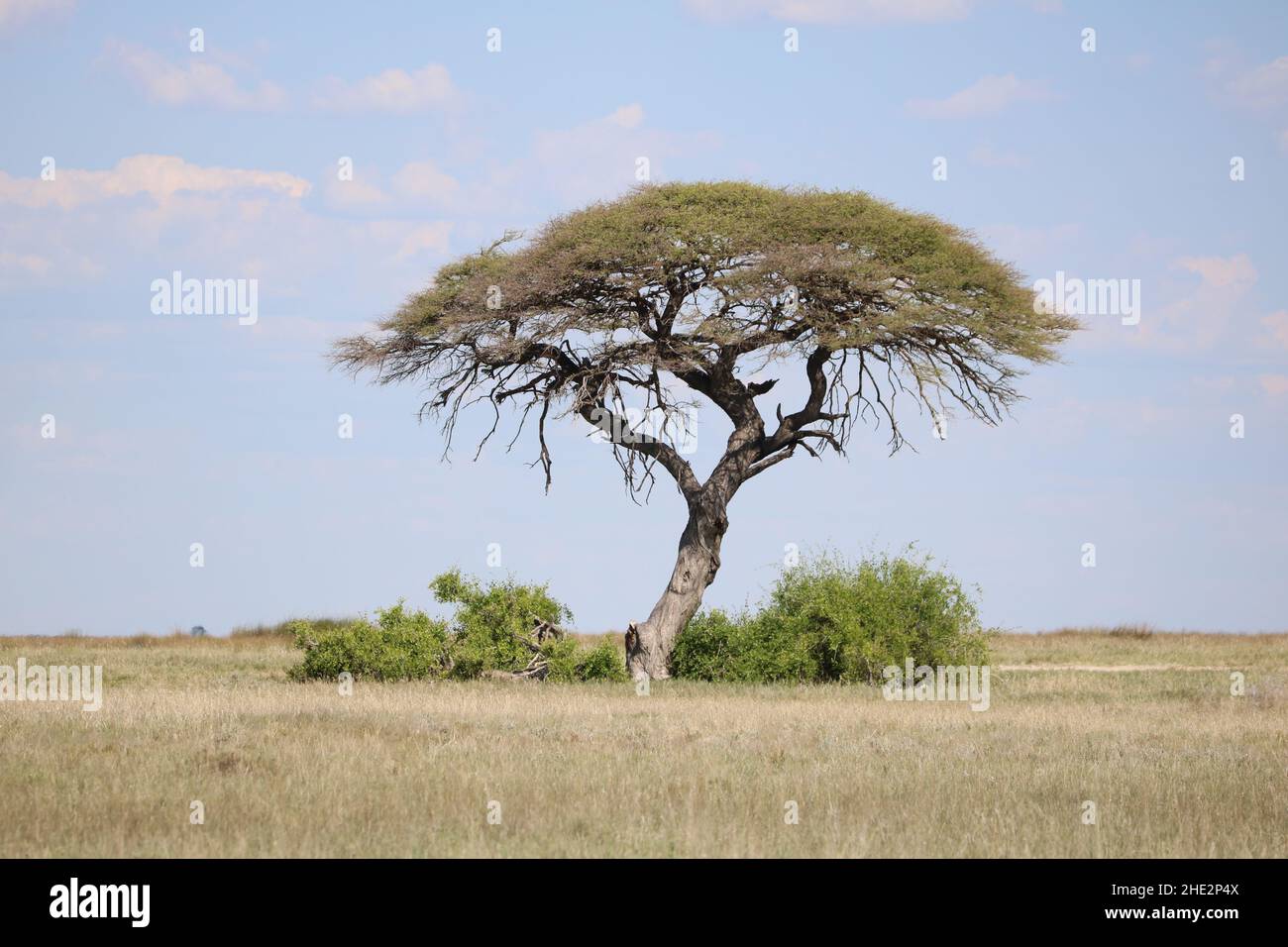 Acacia Tree in Etosha Stock Photo - Alamy
