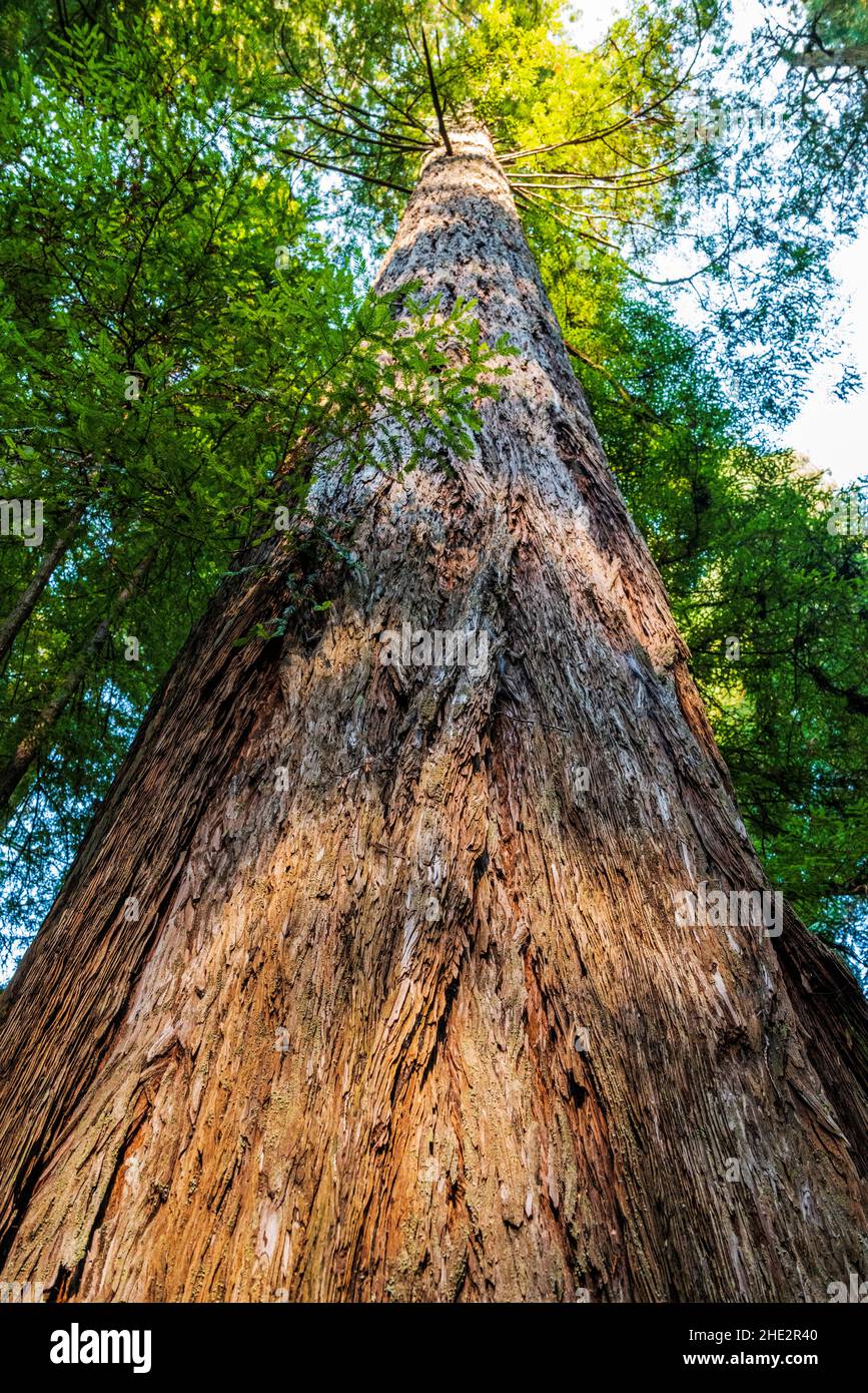 Coast Redwood trees; Redwoods National & State Parks; Oregon coast; USA ...