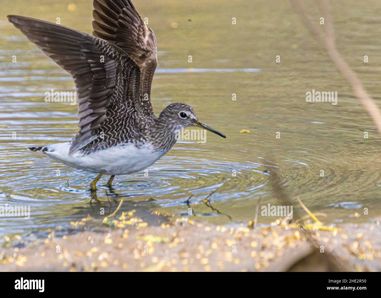 Wood Sandpiper clearing its wings before taking off Stock Photo - Alamy