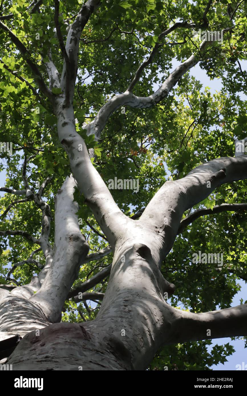 Tree with trunk and crown of leaves Stock Photo - Alamy