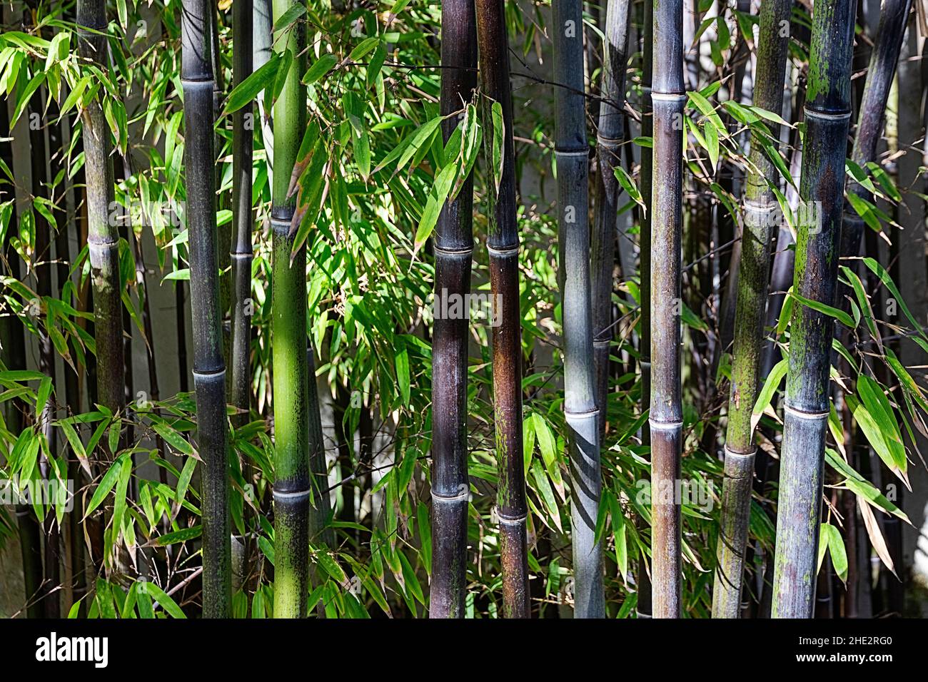 BAMBOO PLANTS STEMS AND LEAVES Bambusoideae Stock Photo - Alamy