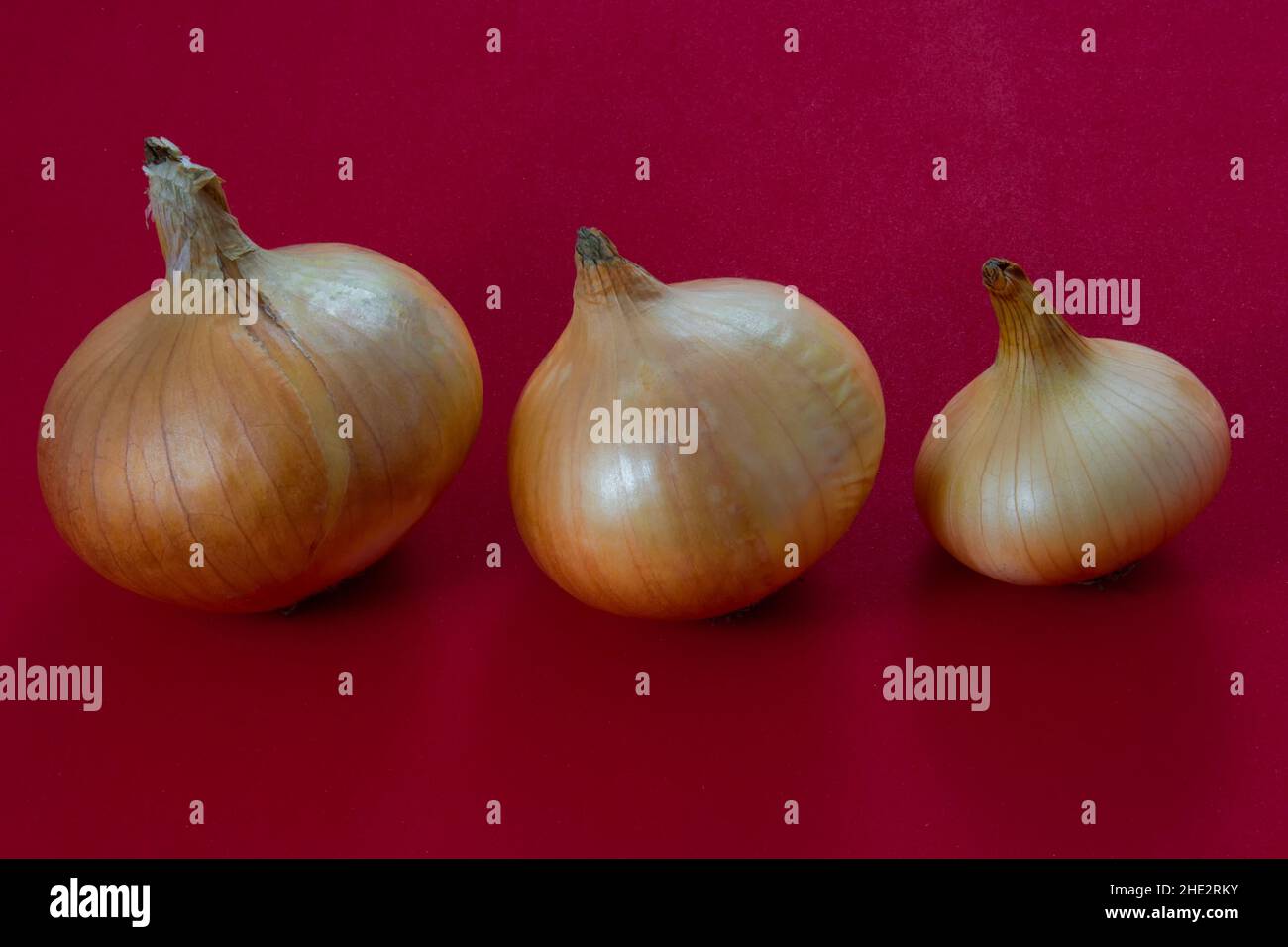 Three onions on a red background. Different sized bulbs in one row ...