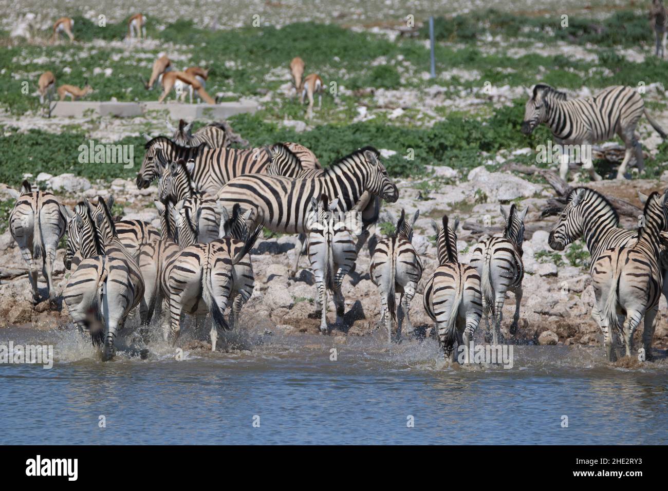 Waterhole african bush hi-res stock photography and images - Alamy