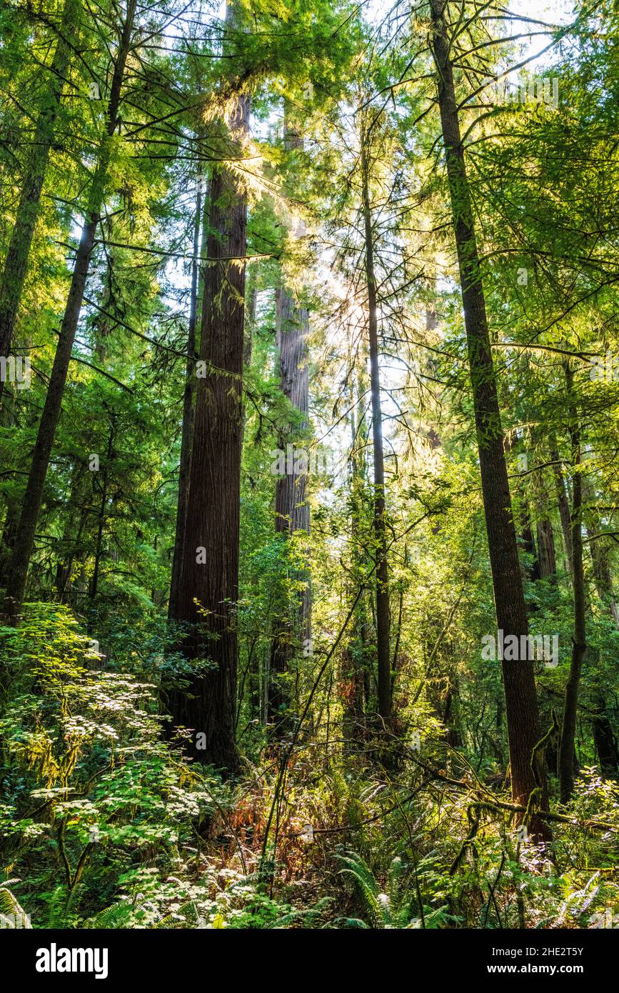 Redwoods national park hi-res stock photography and images - Alamy