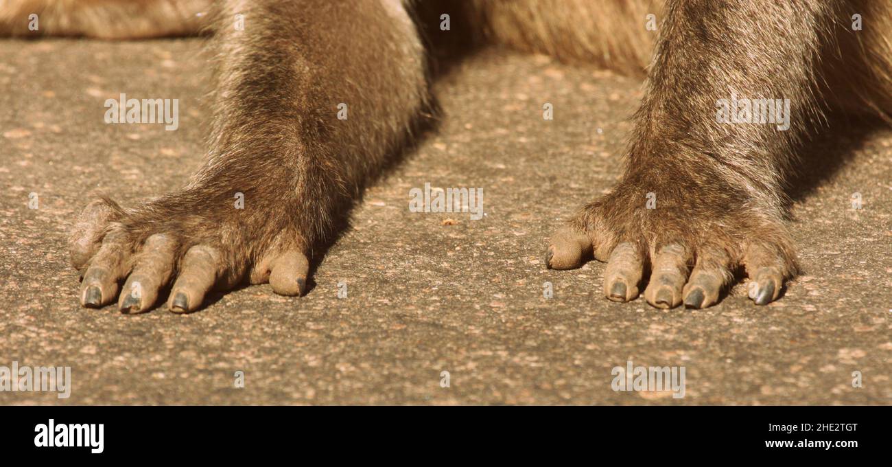Baboon Hands, Kruger National Park Stock Photo - Alamy