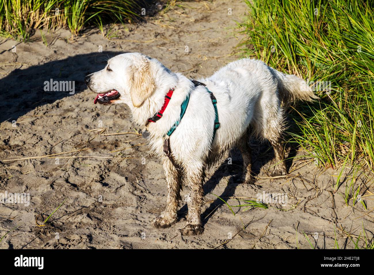 Platinum colored Golden Retriever dogs on the beach; Fort Stevens State ...