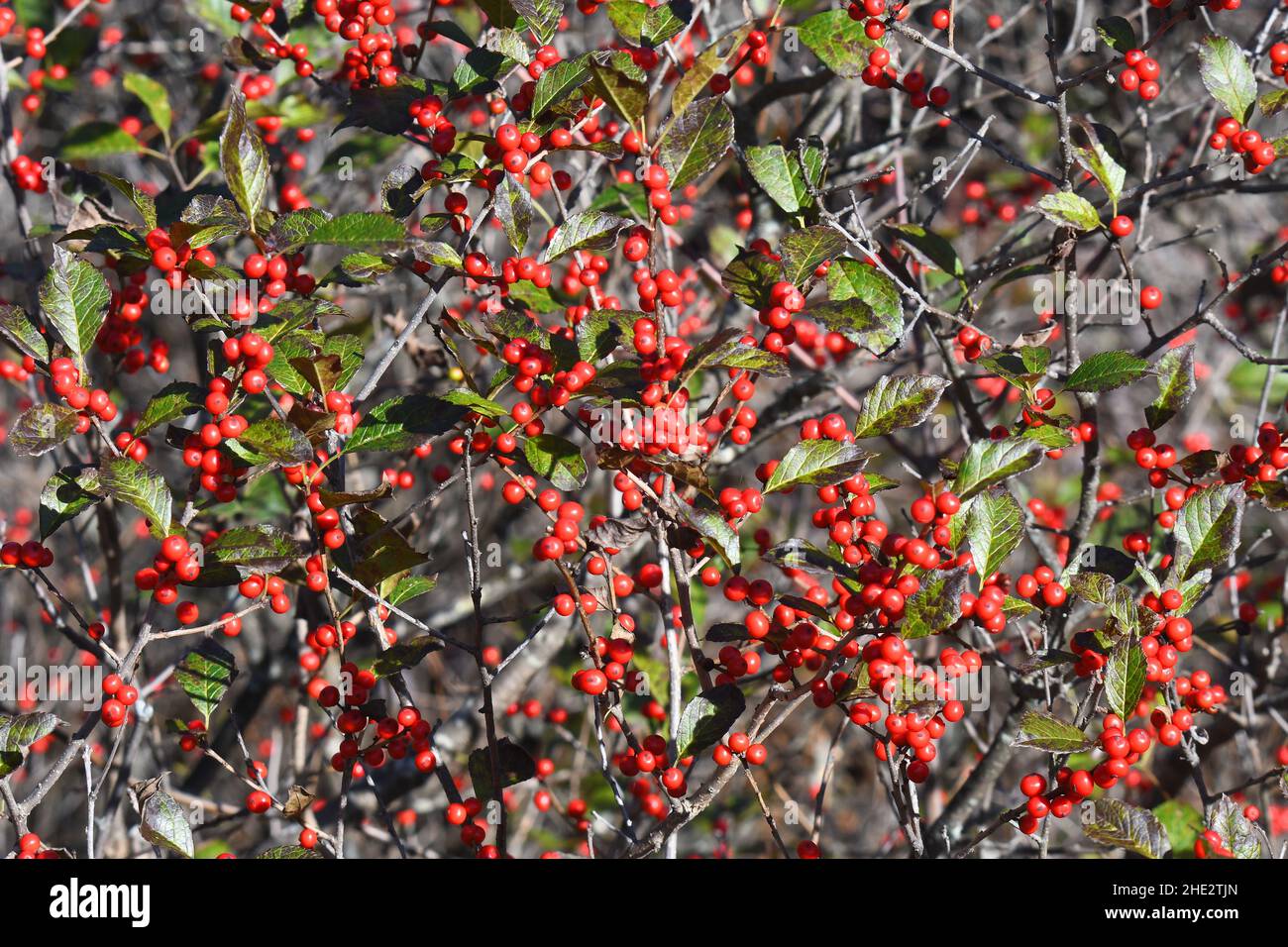 Cranberry plant - Red fruits, North America Stock Photo - Alamy