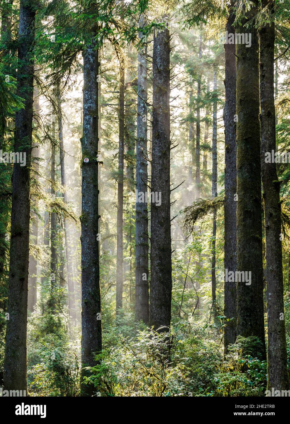 Dramatic morning light filters through the mist & Western Red Cedar ...