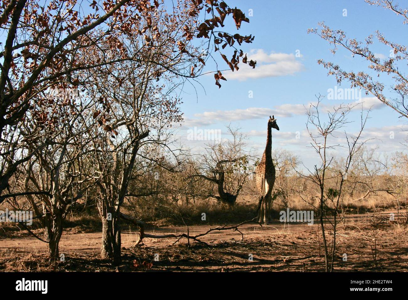 Giraffe scene, Kruger National Park Stock Photo - Alamy